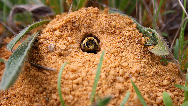Abeilles sauvages et dépendances vertes routières